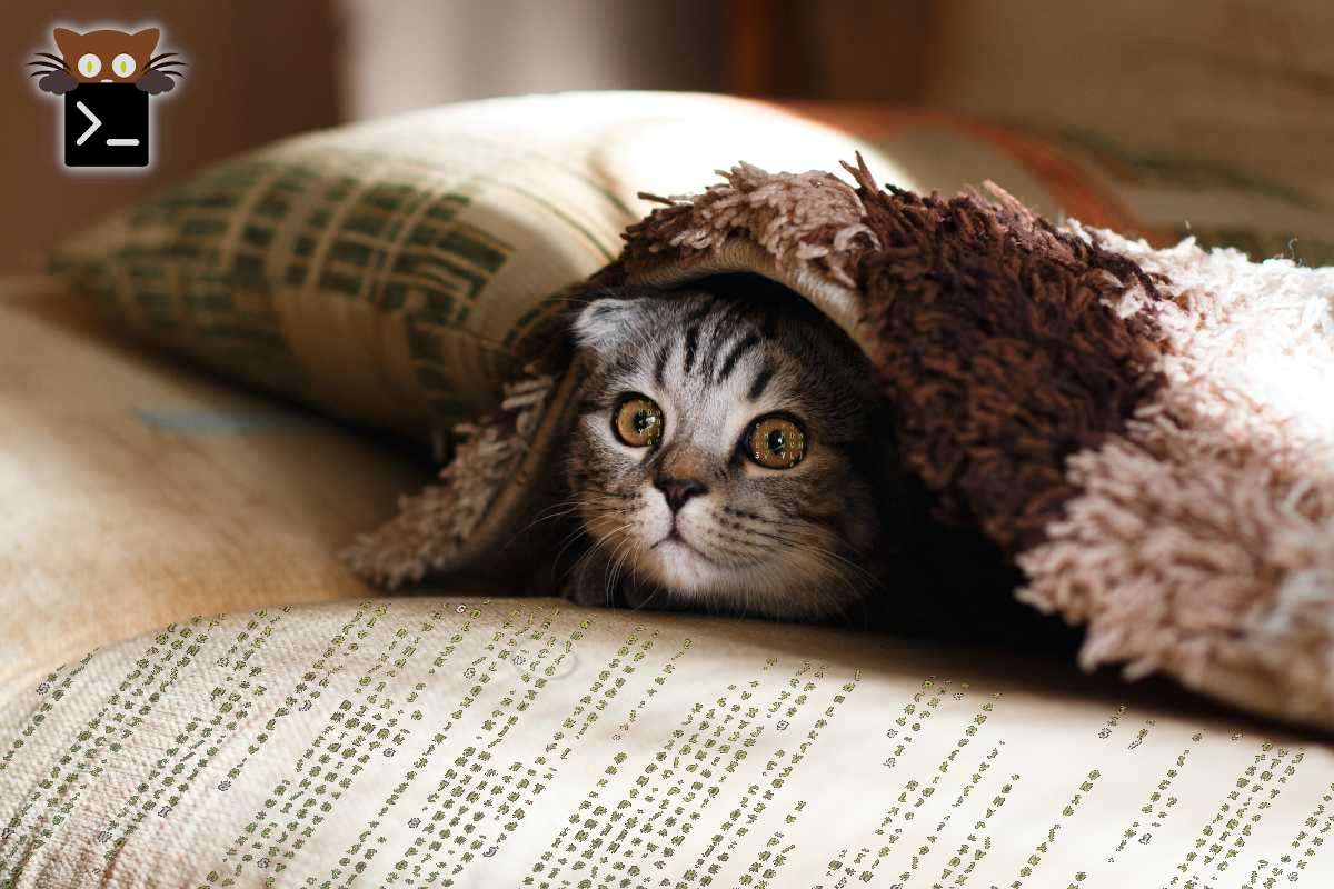 Kitty El Mejor Terminal Para Linux Atareao Con Linux