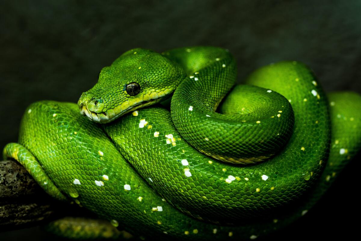 Reto Python Linux OS